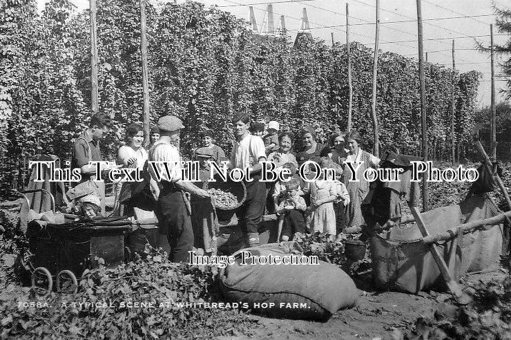 KE 1027 - Whitbread's Hop Farm, Kent – JB Archive