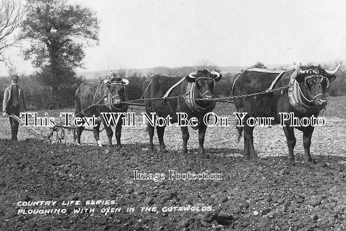 GL 17 - Ploughing With Oxen In The Cotswolds, Gloucestershire – JB Archive