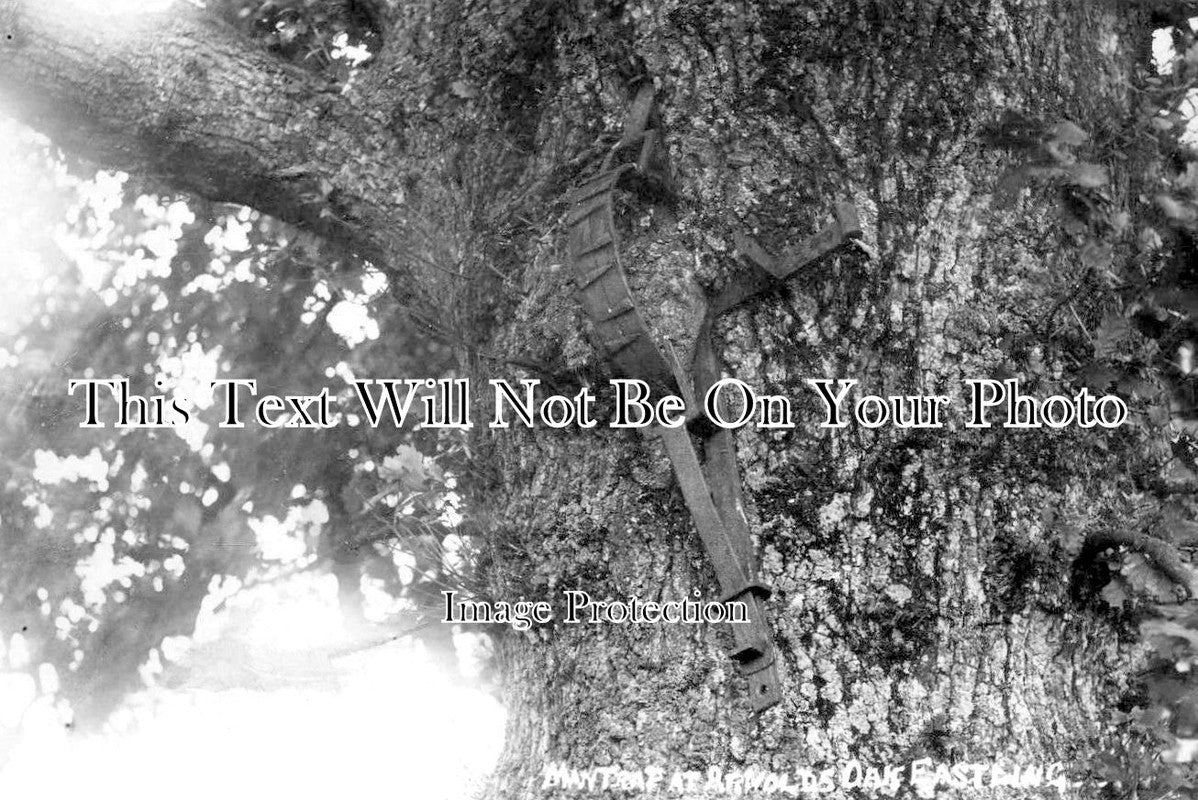 KE 2105 - Arnolds Oak With Man Trap, Eastling, Kent – JB Archive