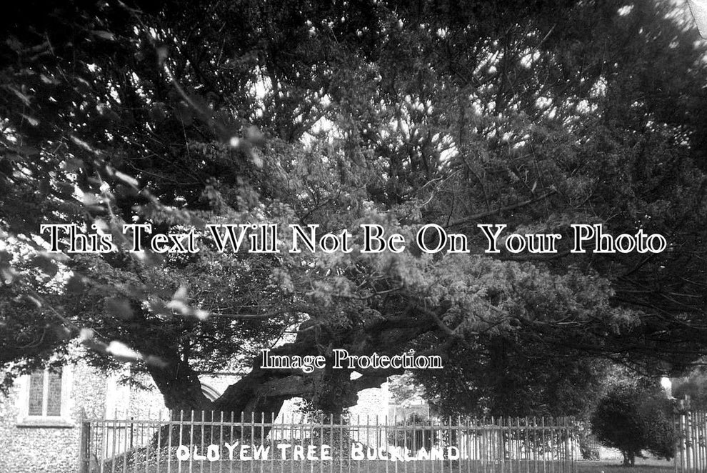 KE 2346 - The Old Yew Tree, Buckland, Kent – JB Archive