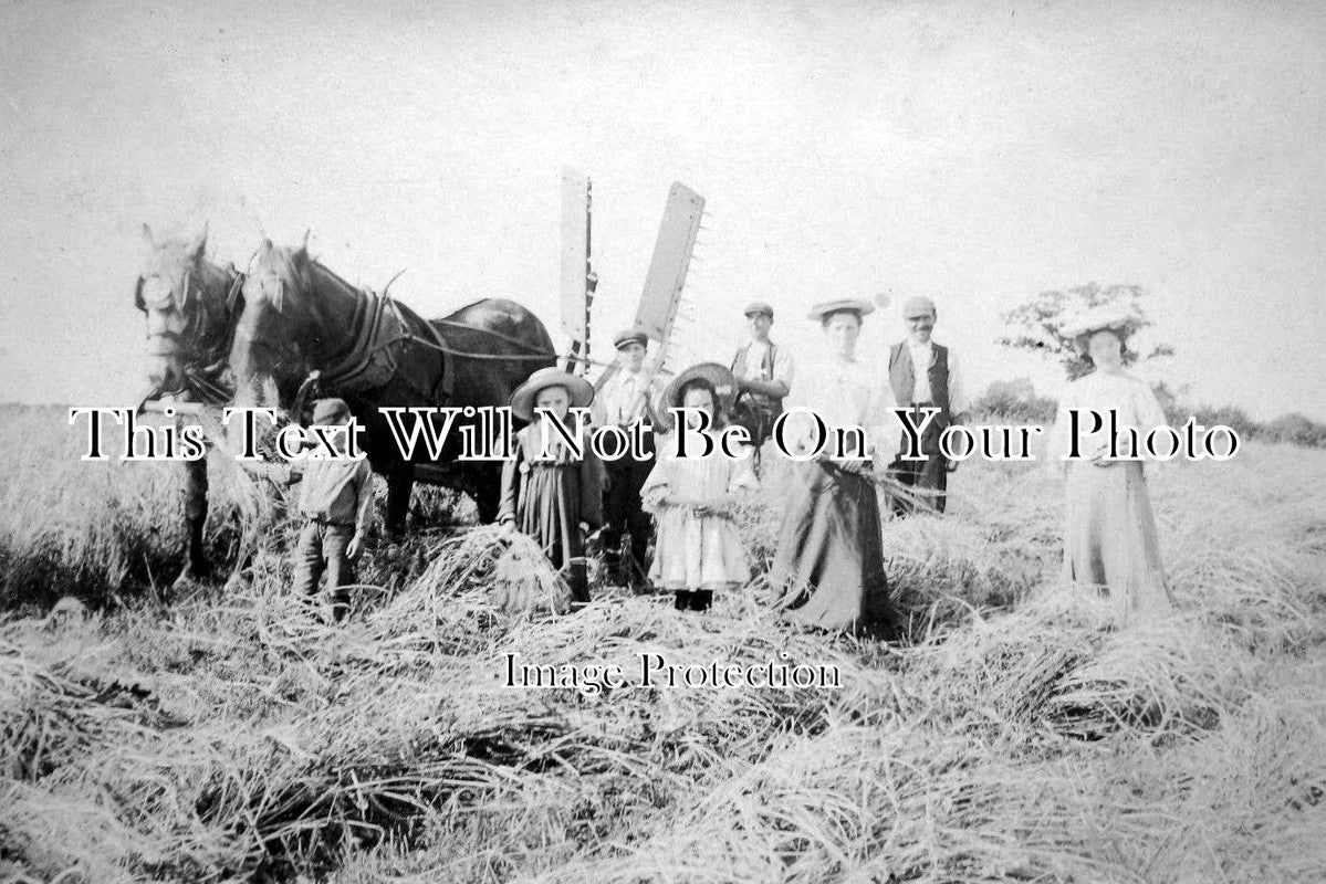 LO 1232 - Miss Lily Gregory Hay Making, Oxfordshire c1906 – JB Archive
