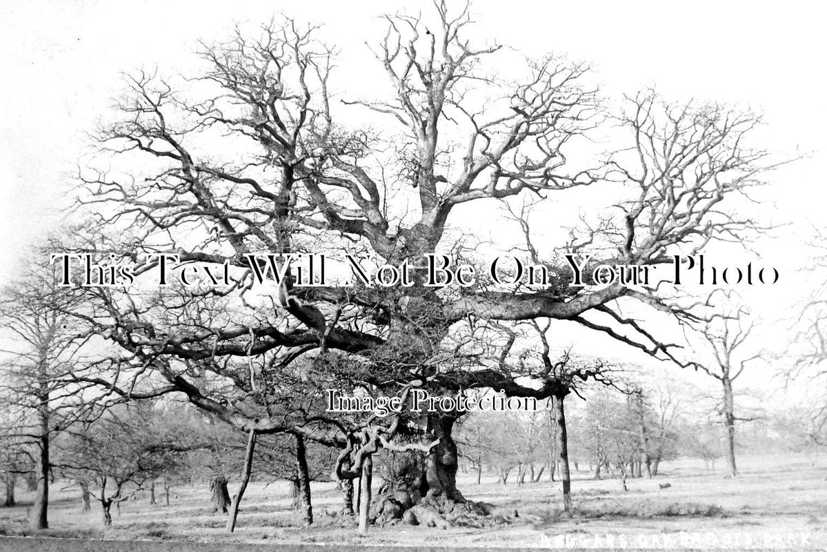 ST 680 - Beggars Oak Tree, Bagot's Park, Abbots Bromley, Staffordshire ...