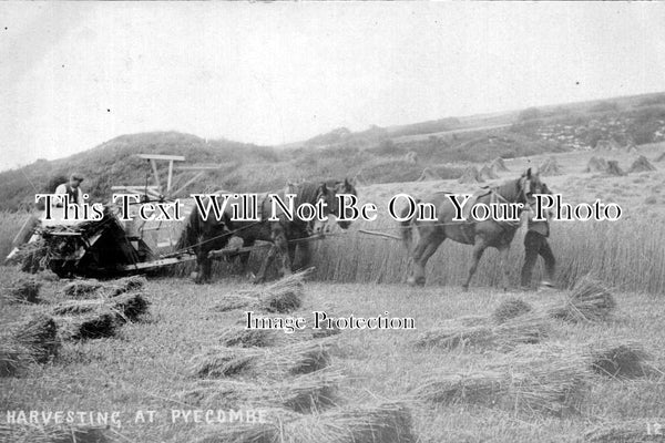 SX 161 - Harvesting At Pyecombe, Sussex – JB Archive