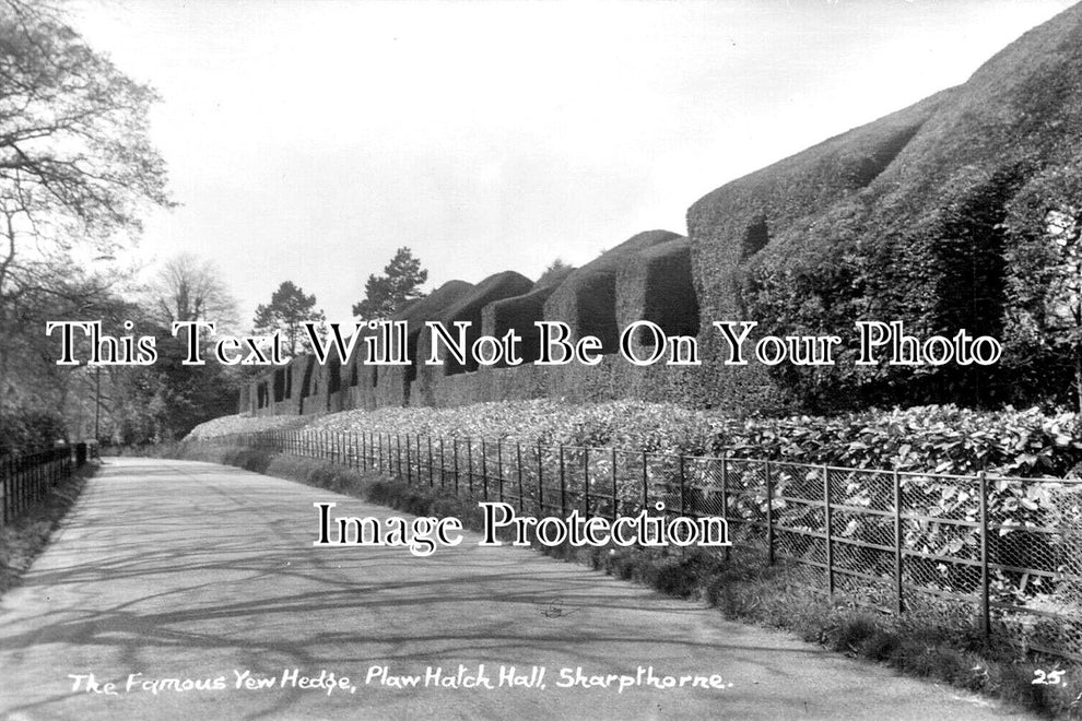SX 5552 - The Yew Hedge, Plaw Hatch Hall, Sharpthrone, Sussex – JB Archive